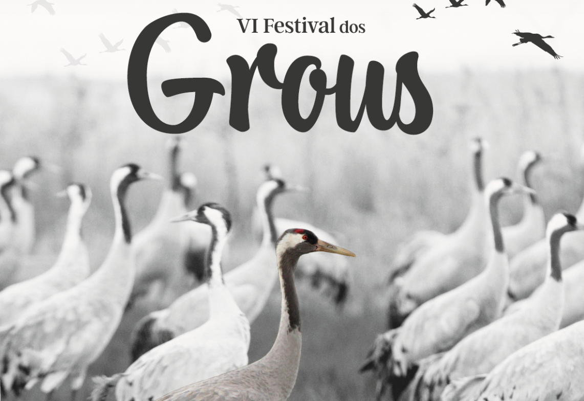 Campo Maior volta a receber festival dedicado ao grou comum – Rádio ...