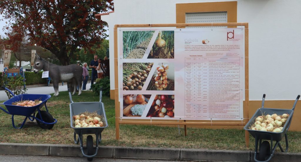 Feira das Cebolas: bovinos, ovinos e inovação – o coração rural bate ...